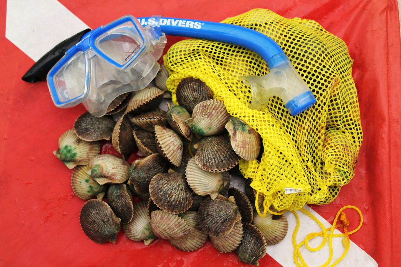 Scallop Info | Reel Florida Fishing Charters